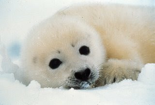 Focas bebés - Imagui